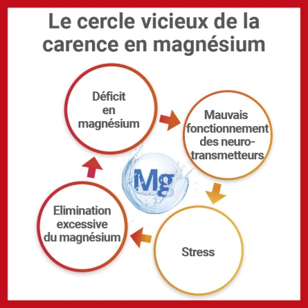 Magnésium Mémoire & Concentration - vitamine B6 - Mag2 Exams